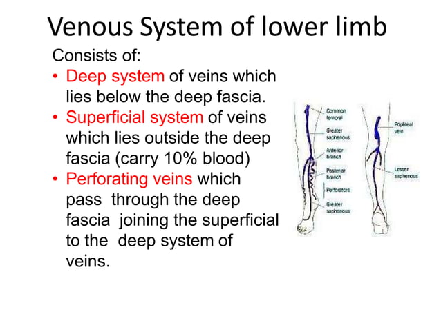 Duplex ultrasound of Vericose vein | PPTX | Heart and Cardiovascular ...