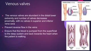 VERICOSE VEINS AND TREATMENT OPTIONS REGARDING IT | PPT