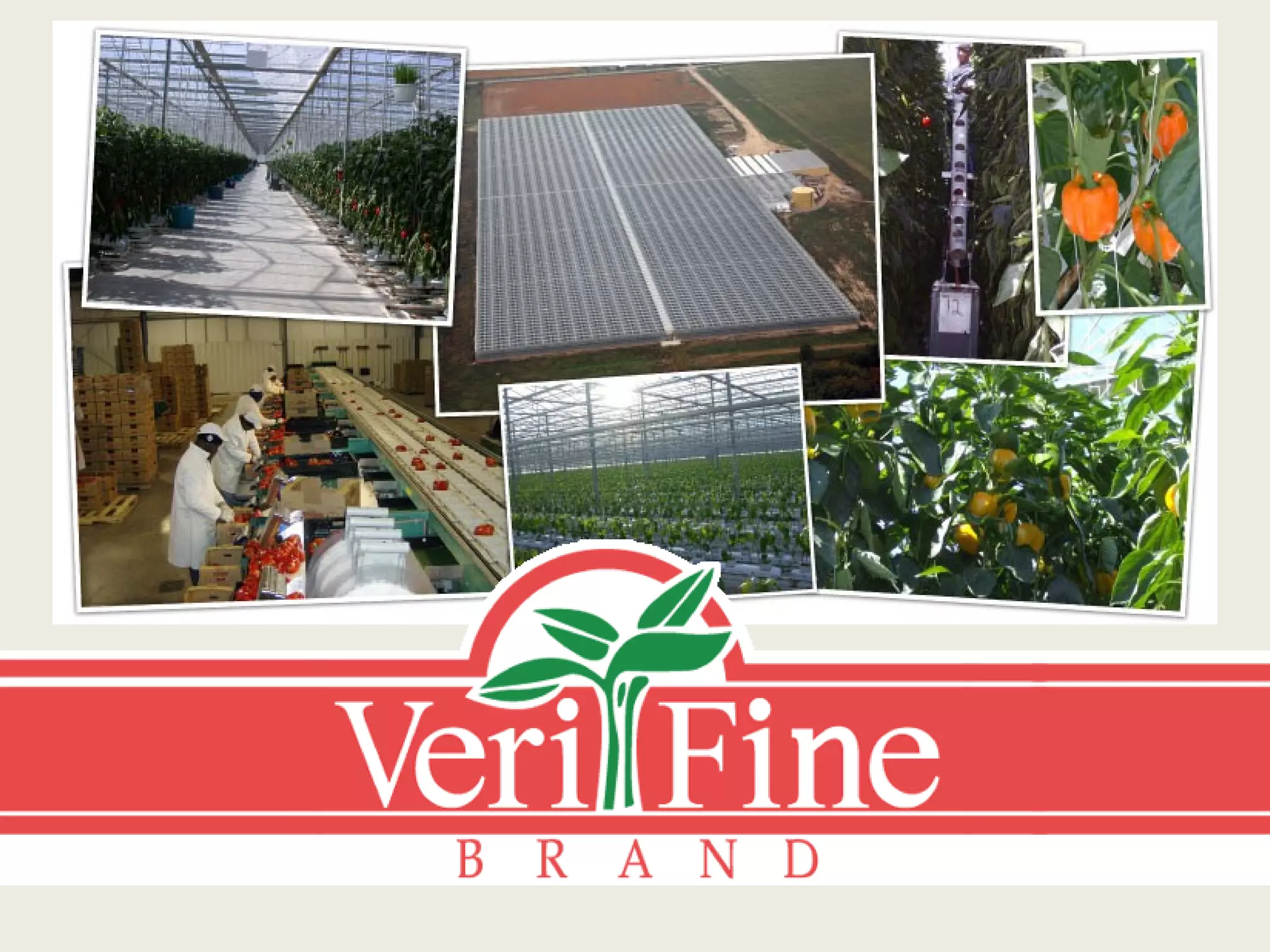 Welcome to the Exeter Produce food growing operation and our "Veri Fine ...