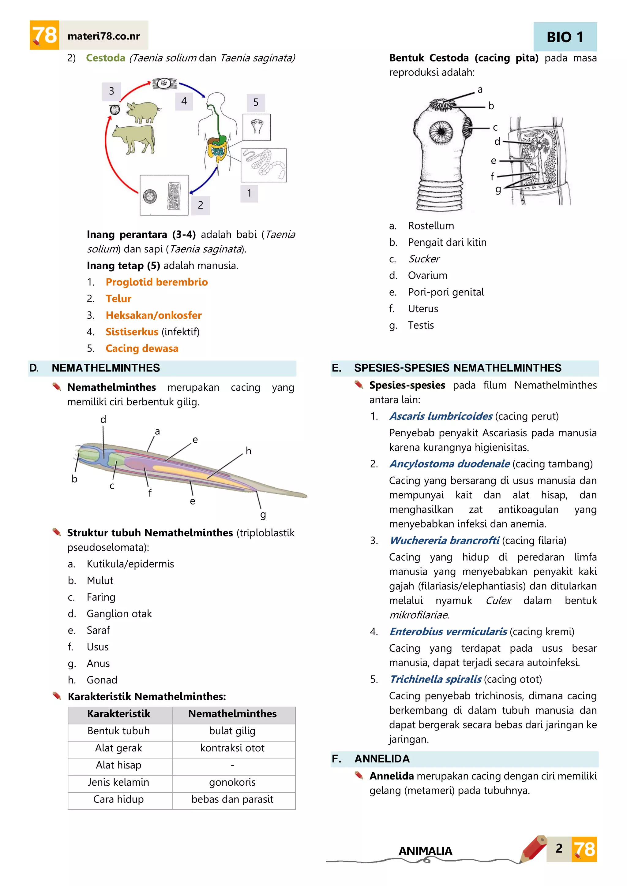 MATERI Vermes KELAS X SMA | PDF