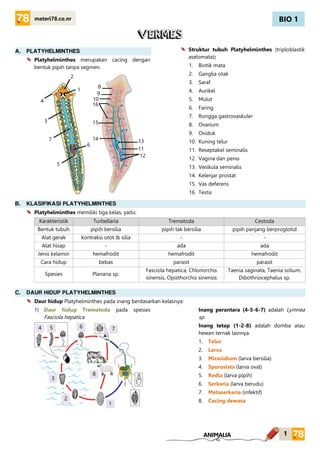 MATERI Vermes KELAS X SMA | PDF
