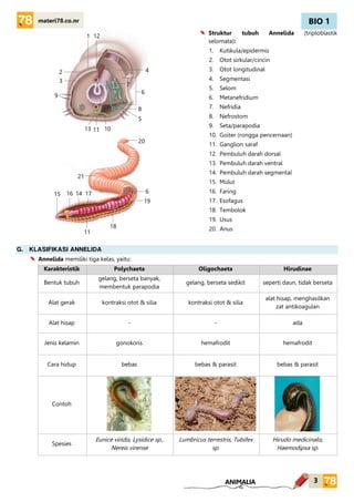 MATERI Vermes KELAS X SMA | PDF