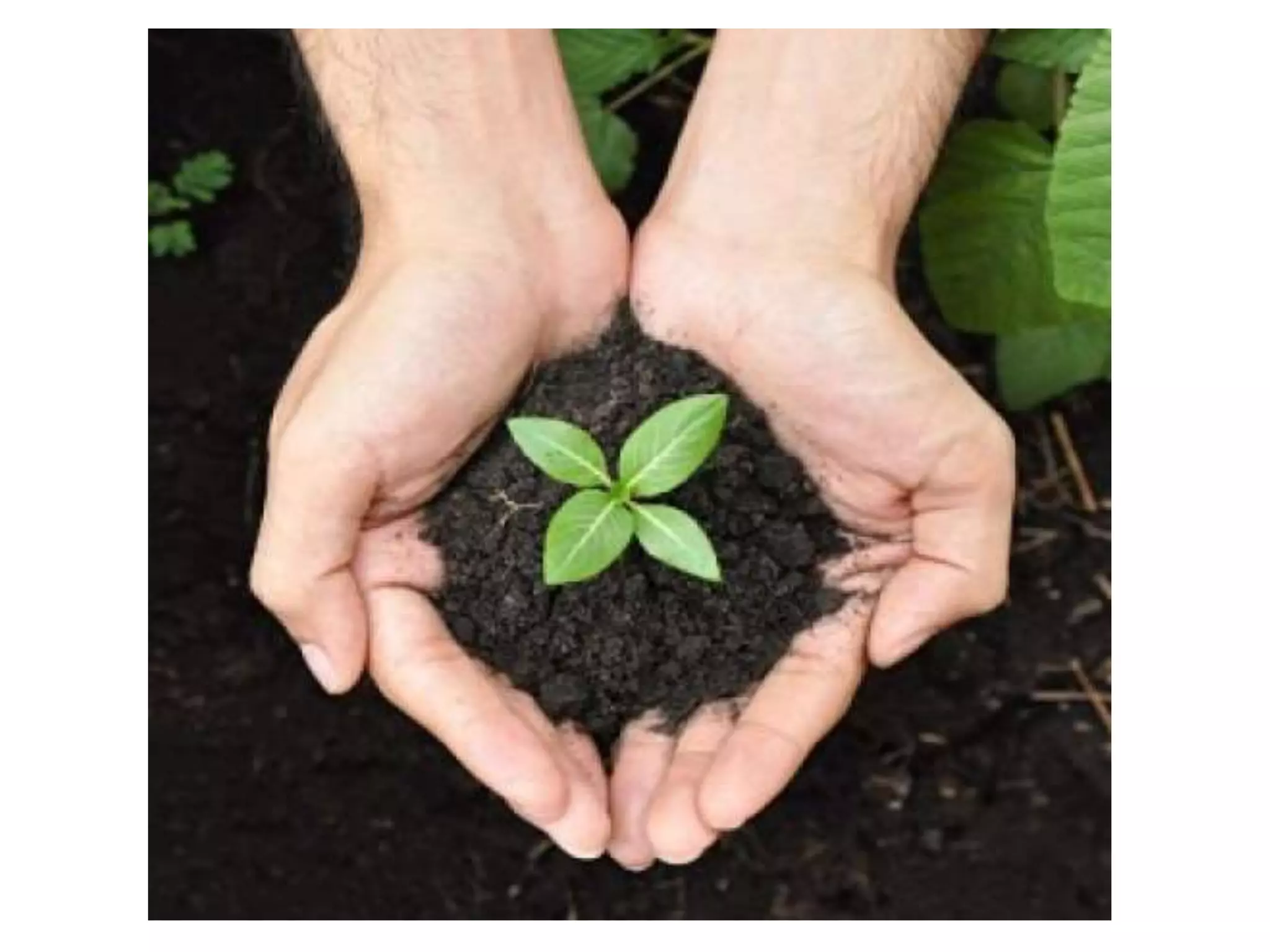 Soft Scape Works – Vermicomposting (Organic Farming) | PPTX