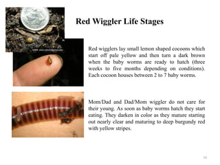 Vermicomposting | PDF
