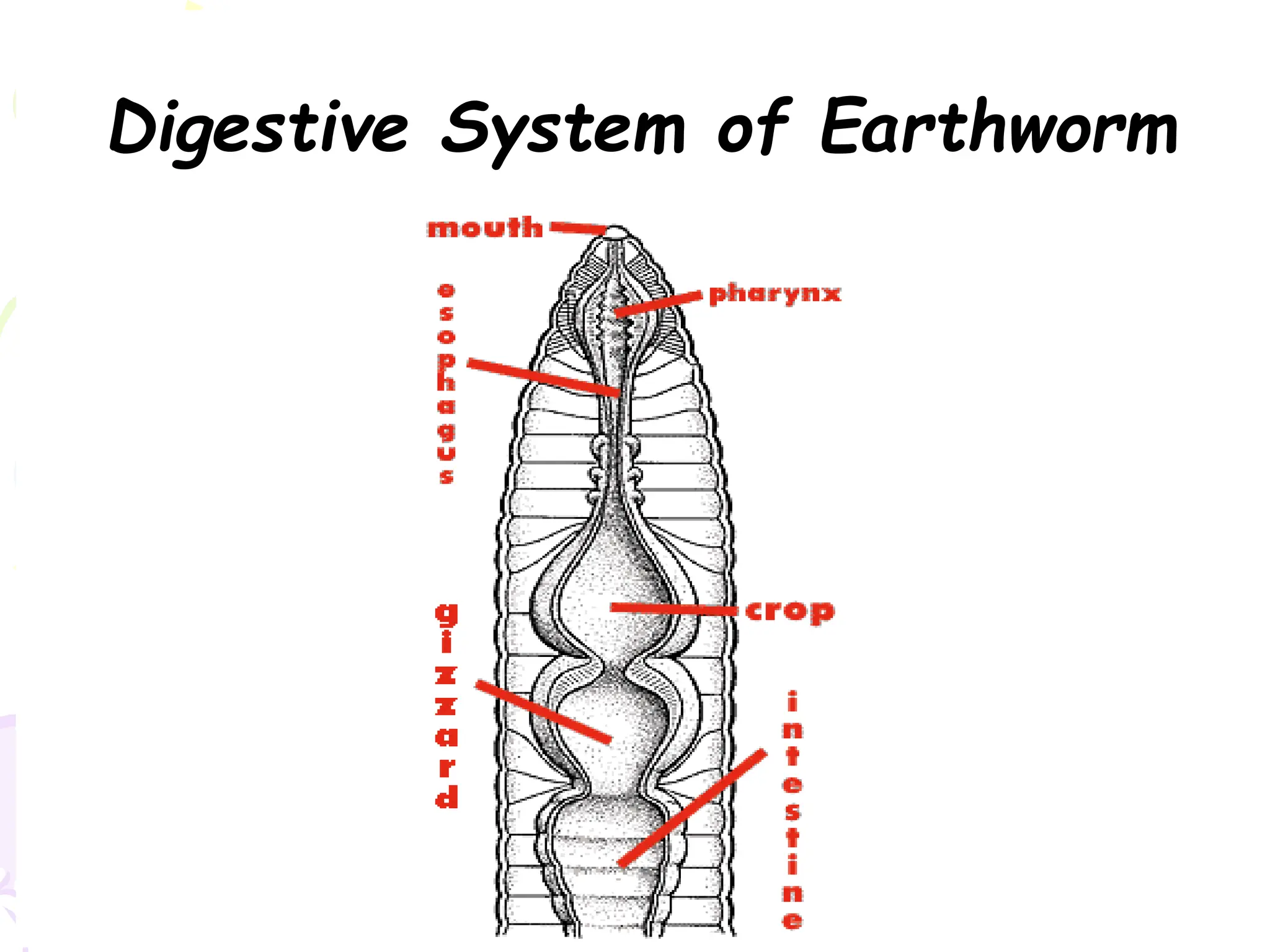 Vermicomposting KCA.pdf