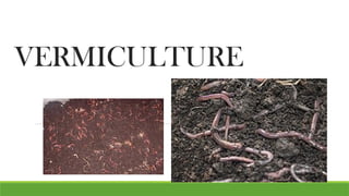 WHAT IS VERMICULTURE, SPECIES, AND HOW TO CARE | PPTX
