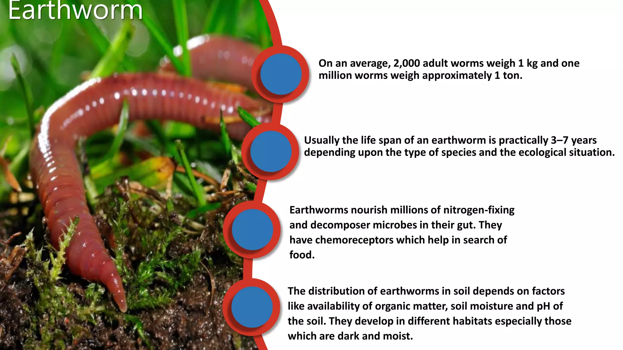 Vermifiltration | PPTX