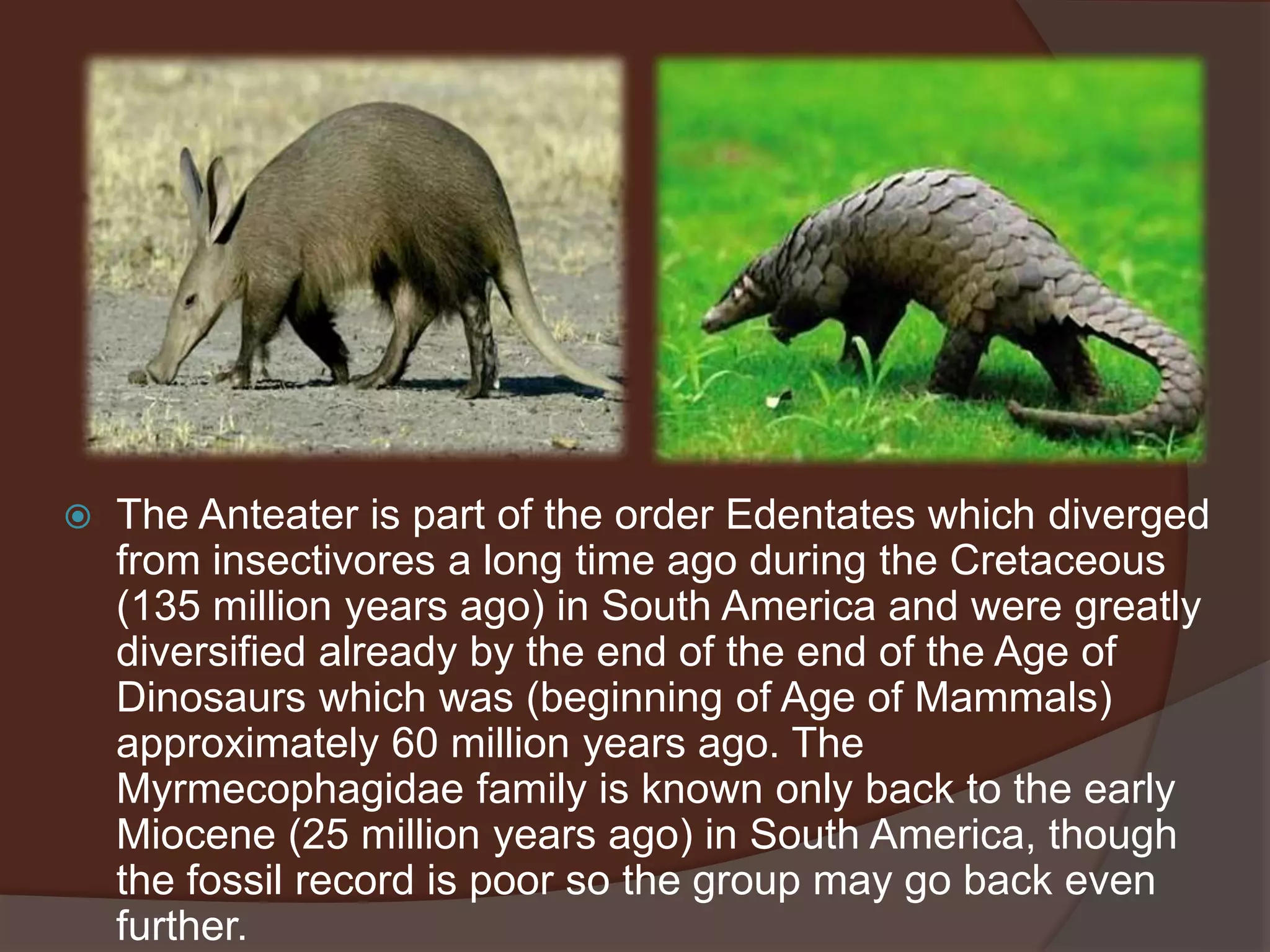 Vermilingua science 10h project | PPTX