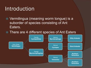 Vermilingua science 10h project | PPTX