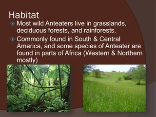 Vermilingua science 10h project | PPTX