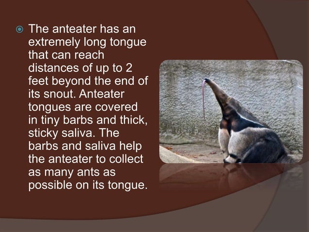 Vermilingua science 10h project | PPTX