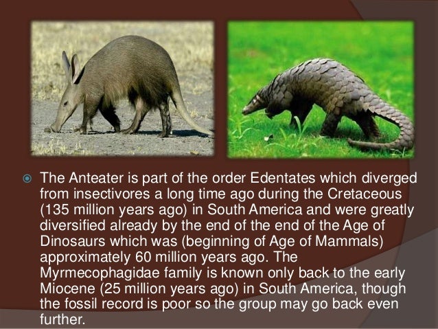 Vermilingua science 10h project