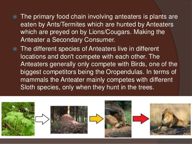Vermilingua science 10h project