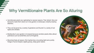 Vermillionaire plant The Ultimate Guide to Growing.pdf