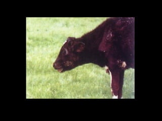 Verminous pneumonia | PPT