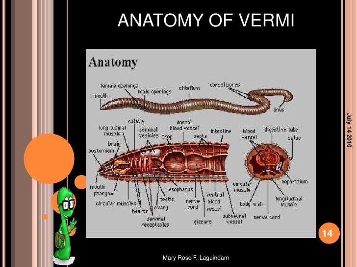 Vermi presentation edited 062411