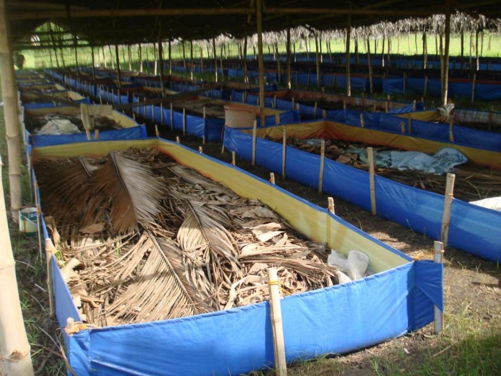 Vermiculture and Vermicomposting in the Philippines