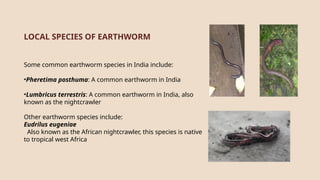 Vermitechnology _ Earthworm- Classification, Choosing the right ...