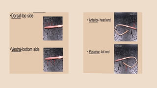 Vermitechnology _ Earthworm- Classification, Choosing the right ...