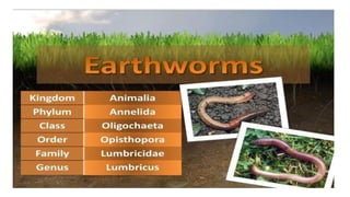 Vermitechnology _ Earthworm- Classification, Choosing the right earthworm,Useful Species | PPTX