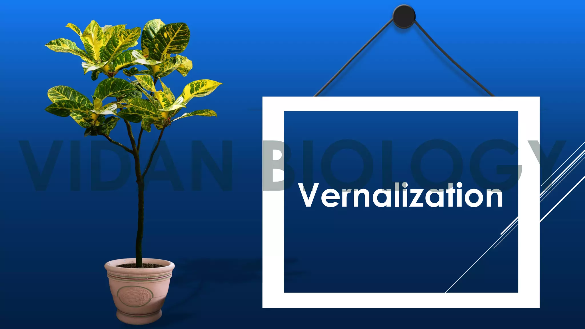 Vernalization (Revernalization, Devernalization) gene | PDF