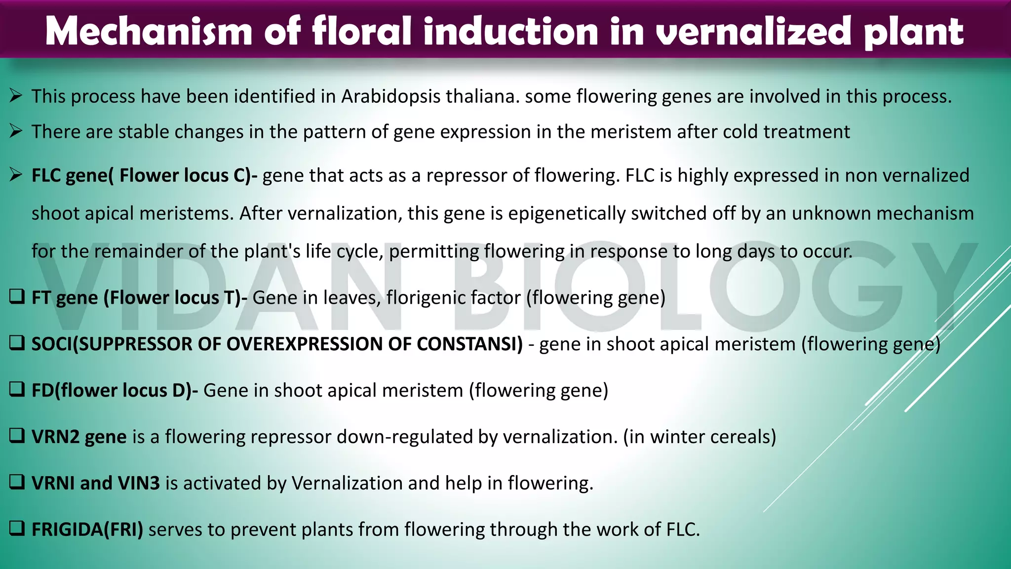 Vernalization (Revernalization, Devernalization) gene | PDF