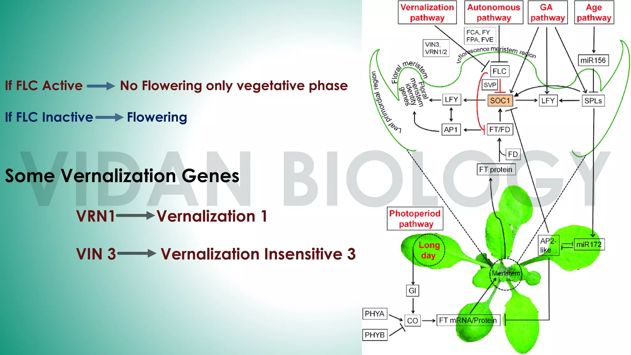 Vernalization (Revernalization, Devernalization) gene | PDF