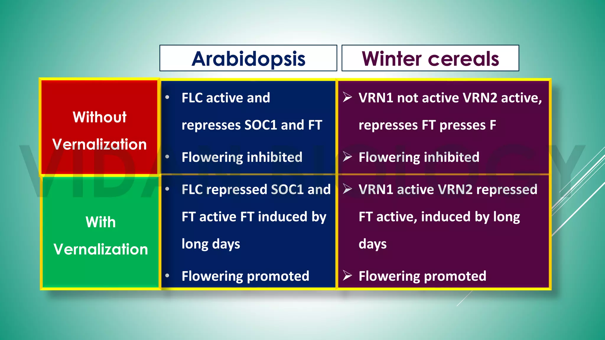 Vernalization (Revernalization, Devernalization) gene | PDF