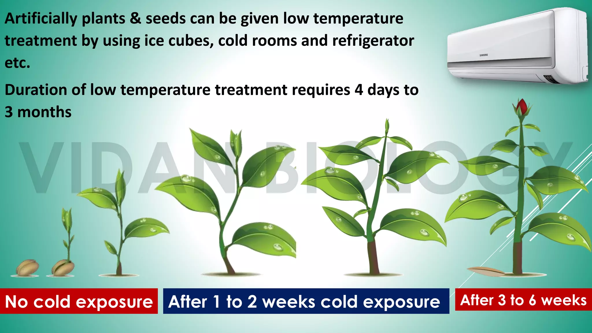 Vernalization (Revernalization, Devernalization) gene | PDF