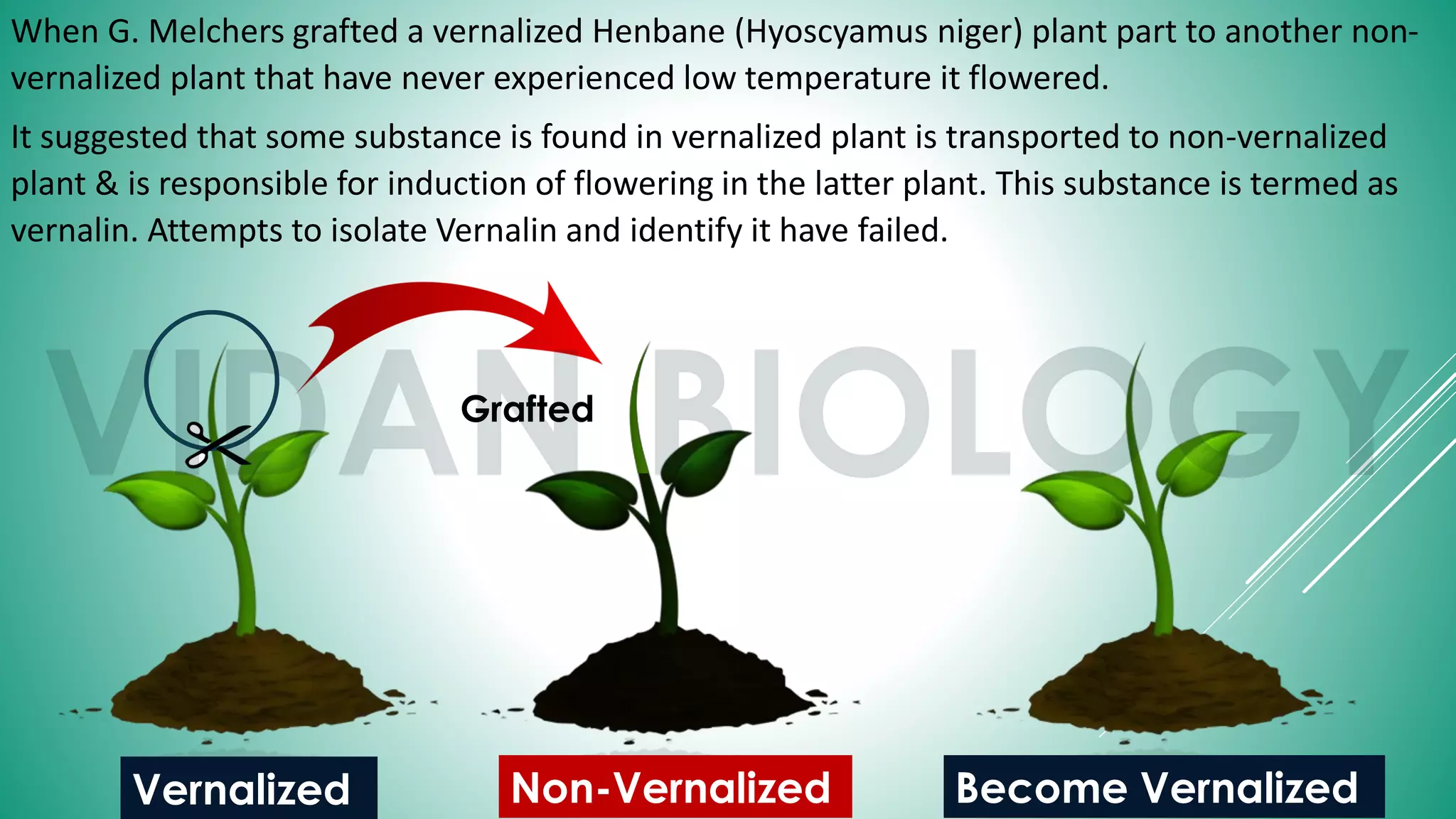 Vernalization (Revernalization, Devernalization) gene | PDF