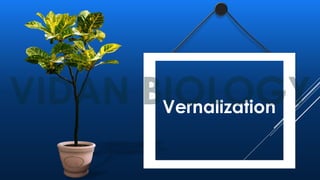 Vernalization (Revernalization, Devernalization) gene | PDF