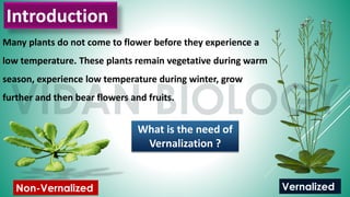 Vernalization (Revernalization, Devernalization) gene | PDF