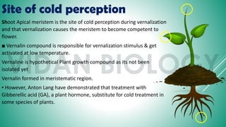 Vernalization (Revernalization, Devernalization) gene | PDF