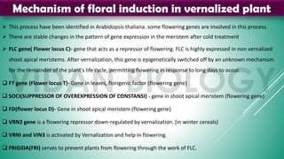 Vernalization (Revernalization, Devernalization) gene | PDF
