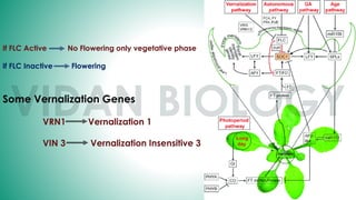 Vernalization (Revernalization, Devernalization) gene | PDF | Gardening ...