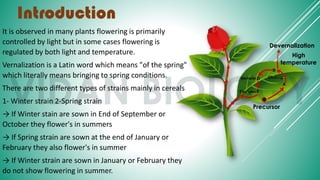 Vernalization (Revernalization, Devernalization) gene | PDF