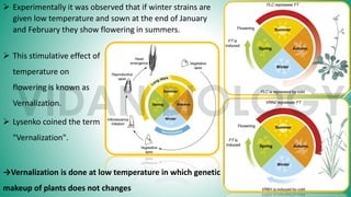 Vernalization (Revernalization, Devernalization) gene | PDF