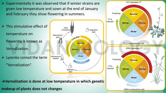 Vernalization (Revernalization, Devernalization) gene | PDF | Gardening ...
