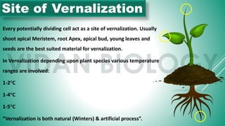 Vernalization (Revernalization, Devernalization) gene | PPT