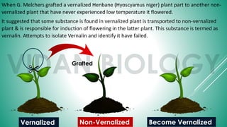 Vernalization (Revernalization, Devernalization) gene | PPT