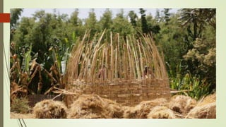 VERNACULAR HOUSE OF CHENCHA.pptx