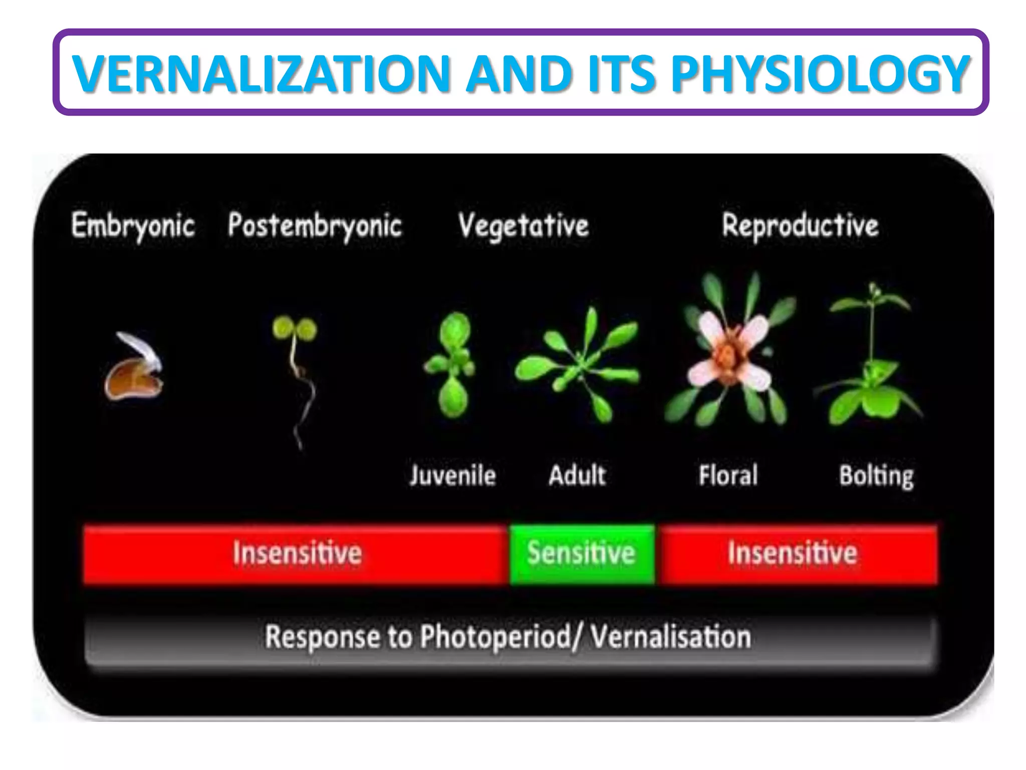 Vernalin and its role in flower development | PPTX