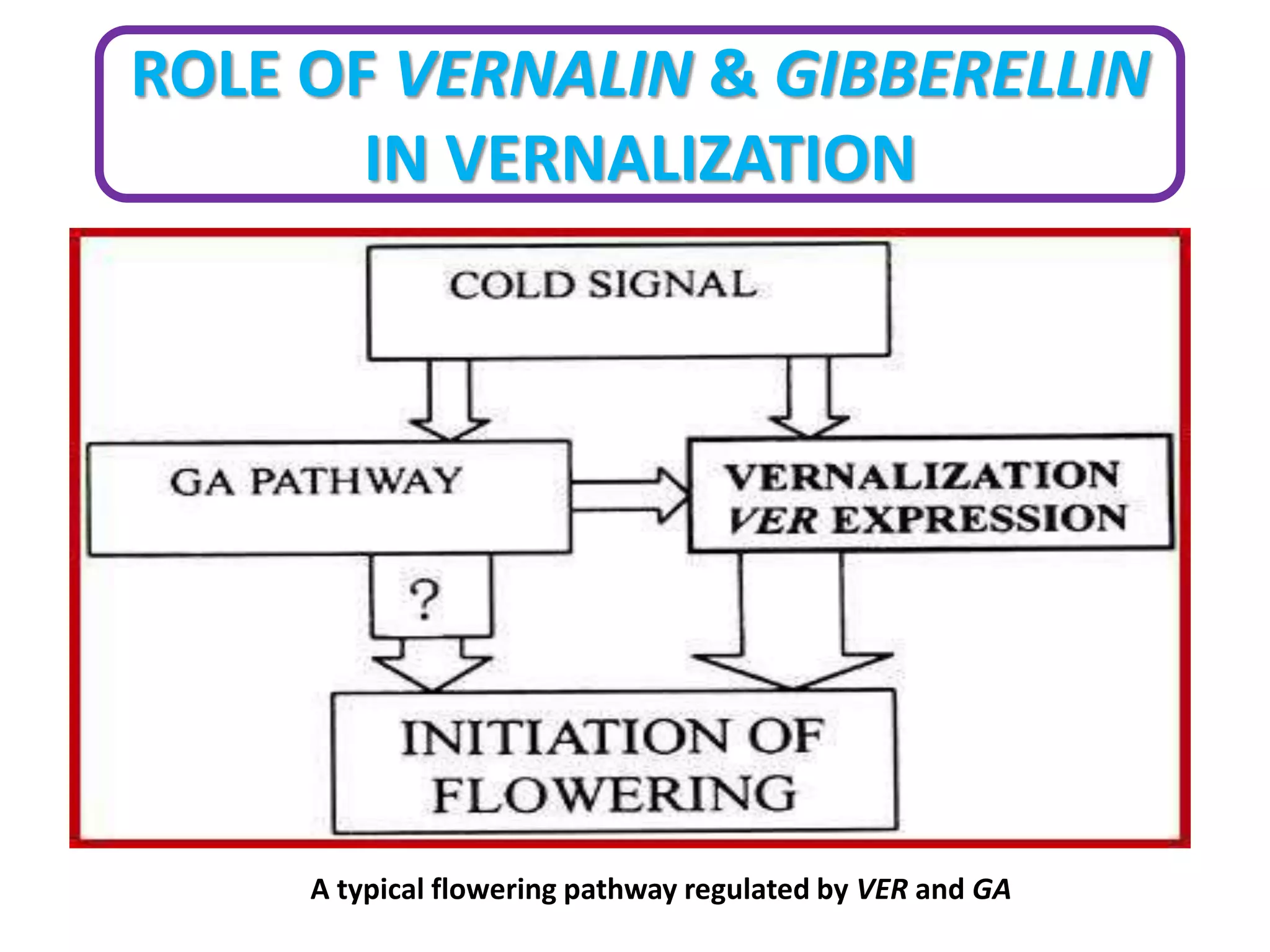 Vernalin and its role in flower development | PPTX