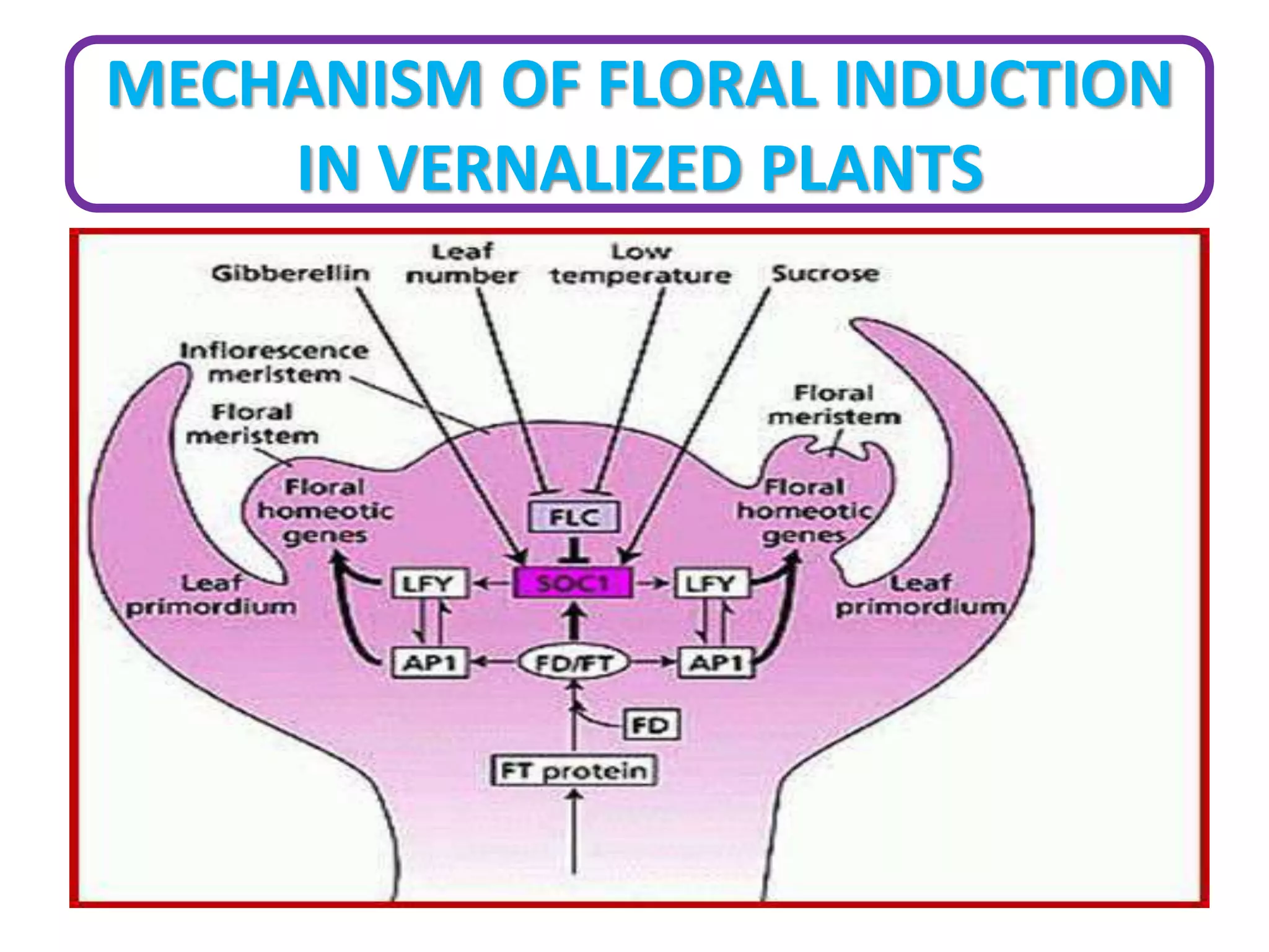Vernalin and its role in flower development | PPTX