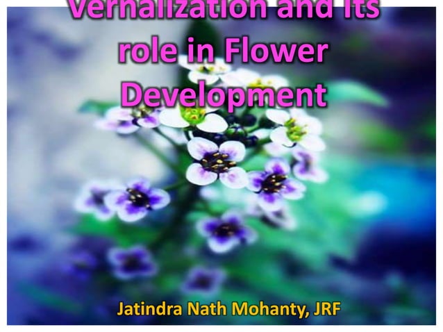 Vernalin and its role in flower development | PPT | Free Download