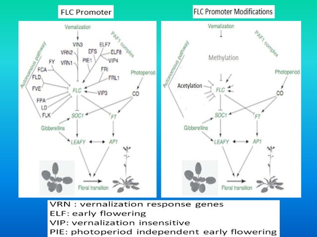 Vernalisation | PDF | Gardening | Home & Garden