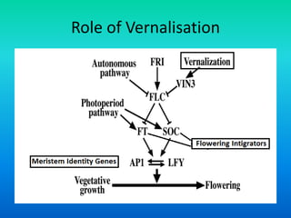 Vernalisation | PDF