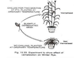 Vernalization | PPTX | Gardening | Home & Garden