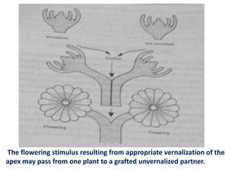 Vernalization | PPTX | Gardening | Home & Garden