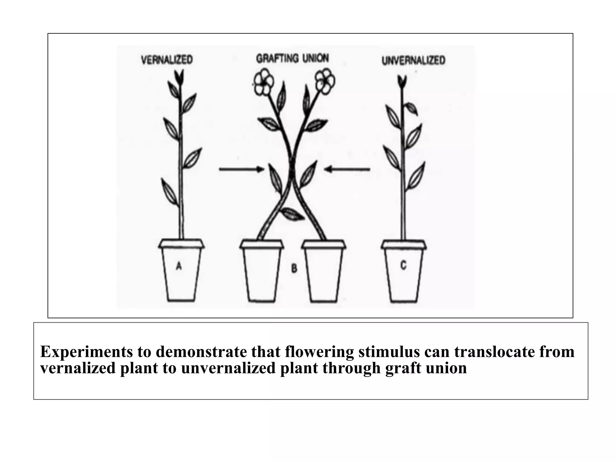 Vernalization | PPTX